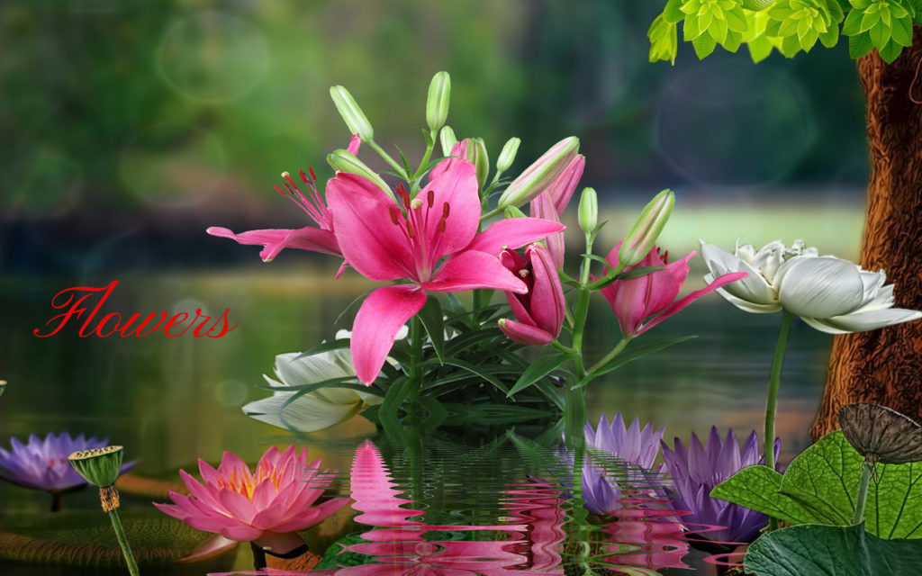 5 Flowers To Celebrate Occasions and Spread Smiles - Delhi Online Gifts